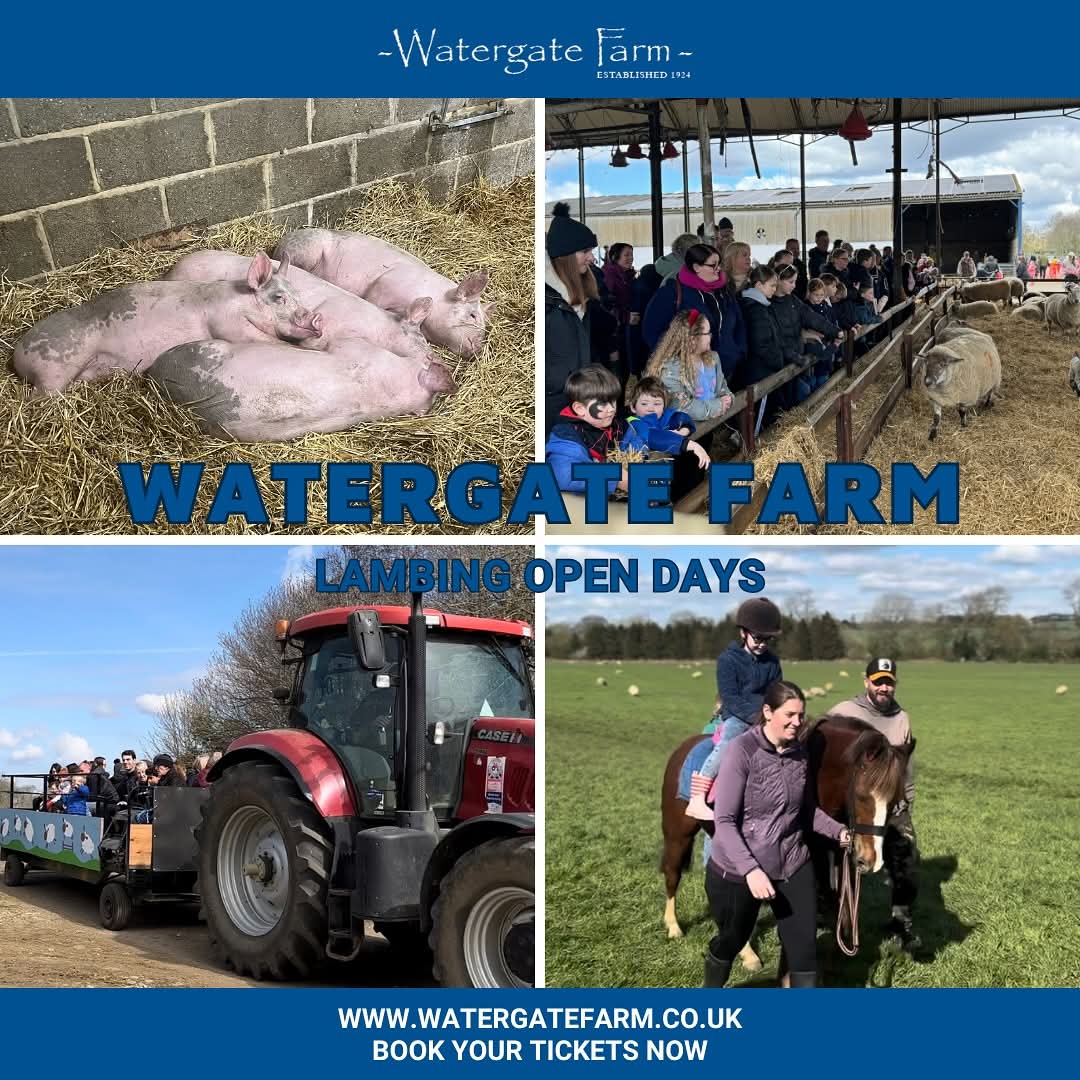 🐑 Watergate Farm Lambing Season 2025 - Hockliffe | What's Up ...