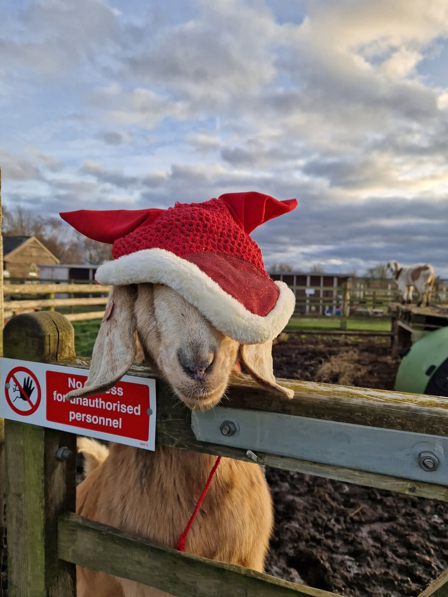 🧑‍🎄🐐 Christmas Fun at Animal Edge Farm 2025 | What's Up Bedfordshire Events